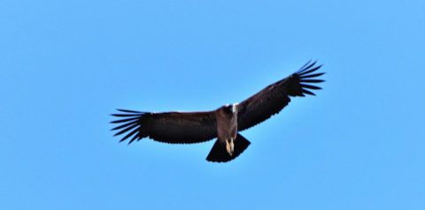 A hike through the Colca Canyon – silver-travellers.com