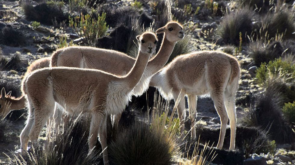 A hike through the Colca Canyon – silver-travellers.com