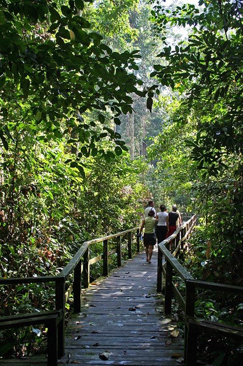 Visiting the orangutans of Sepilok – silver-travellers.com