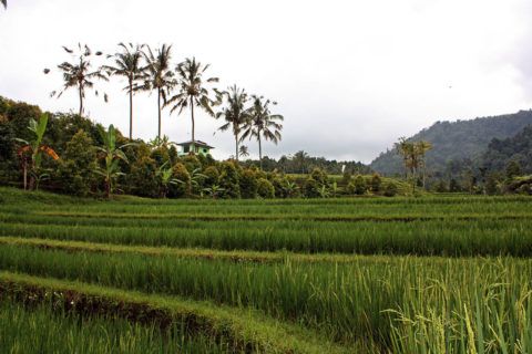 The emerald green Sawahs of Bali – silver-travellers.com