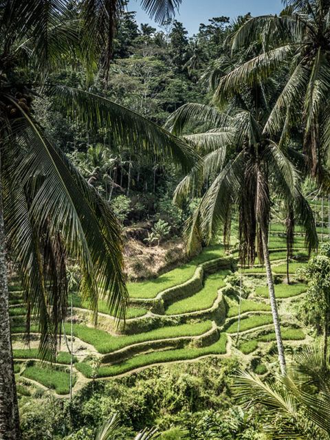 The emerald green Sawahs of Bali – silver-travellers.com