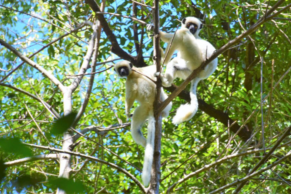 Tsingy de Bemaraha: adventurous walking tours – silver-travellers.com