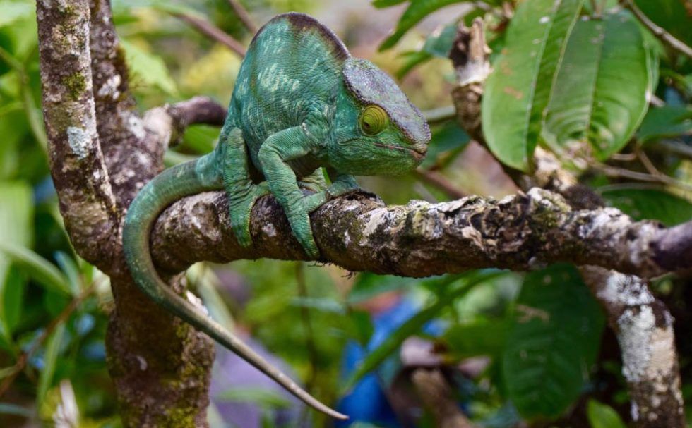 Andasibe National Park: in search of the Indris – silver-travellers.com
