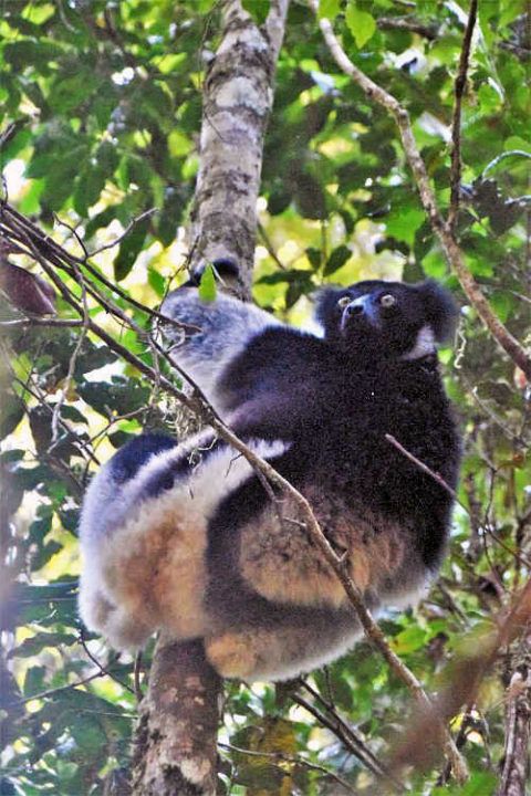 Andasibe National Park: in search of the Indris – silver-travellers.com