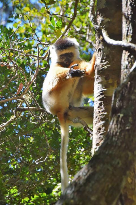 Andasibe National Park: in search of the Indris – silver-travellers.com