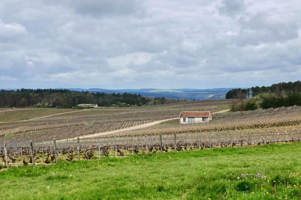 Highlights of the champagne region, Côte des Bar – silver-travellers.com