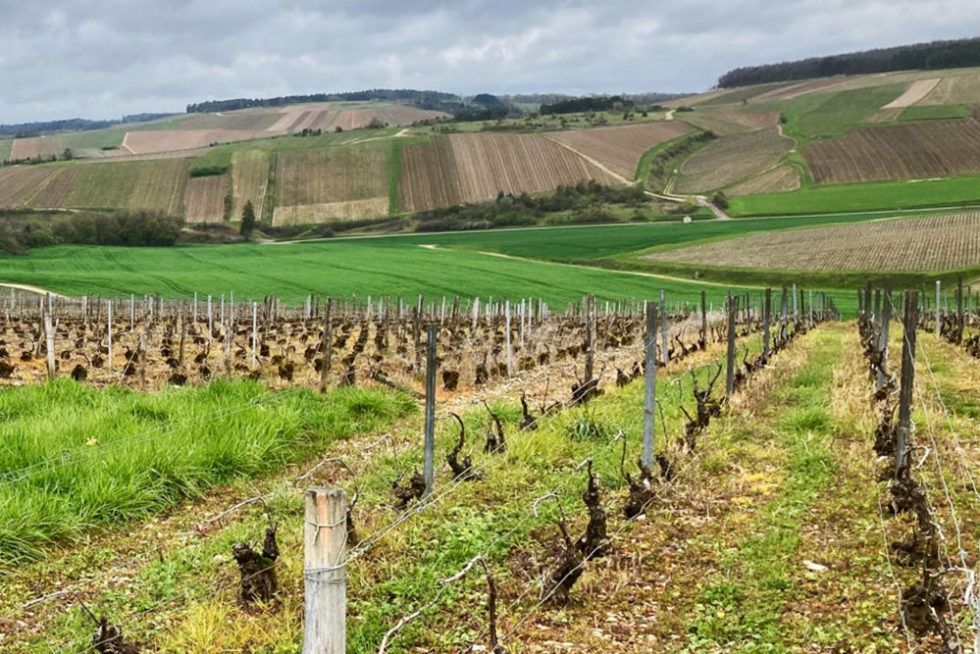 Highlights of the champagne region, Côte des Bar – silver-travellers.com