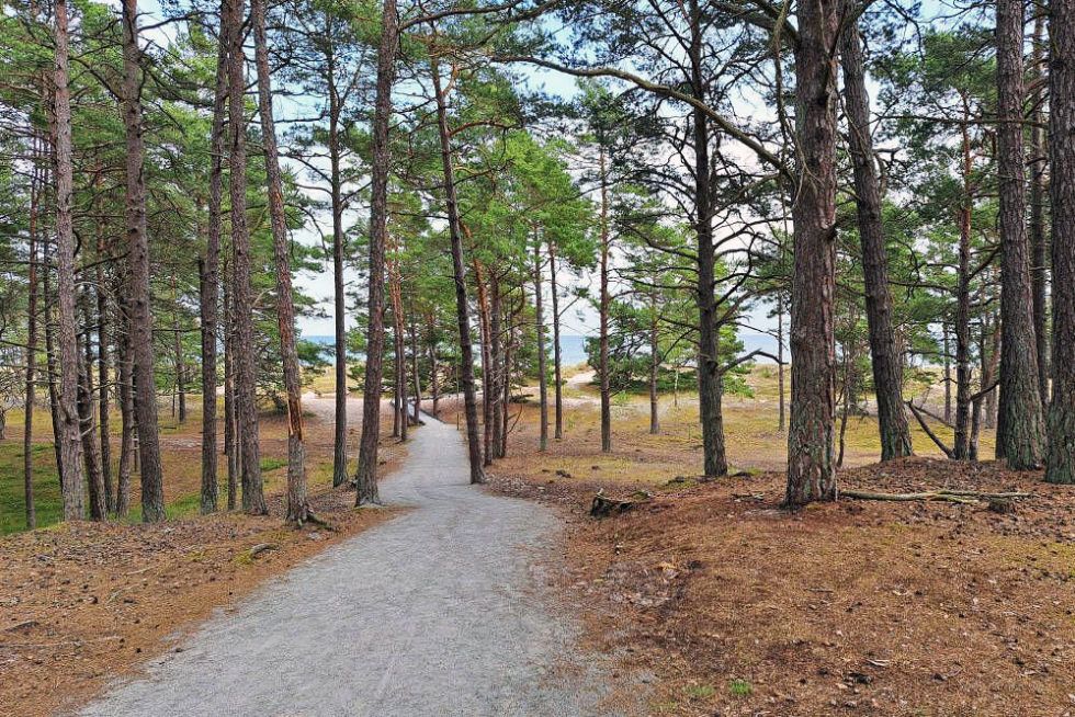 That's why you'll definitely want to visit the island of Öland – silver ...