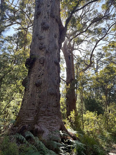 Fabulous roundtrip through South Western Australia – silver-travellers.com