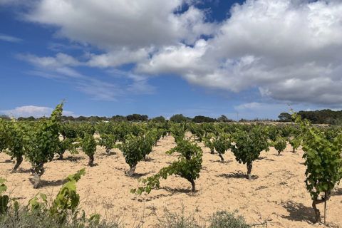 Nature and idyllic beaches on tranquil Formentera – silver-travellers.com