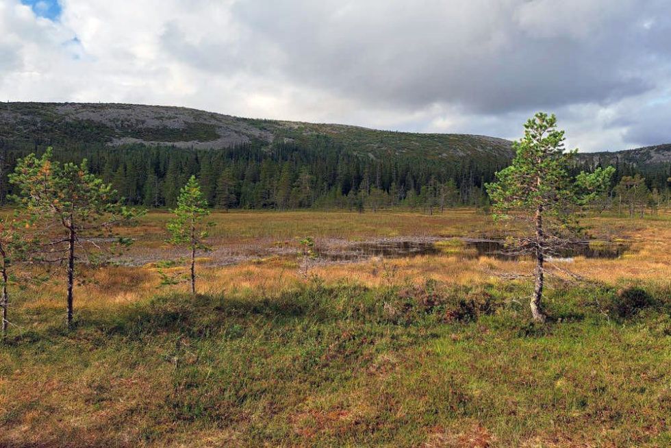 Fulufjället National Park in Dalarna is a definite must-see – silver ...
